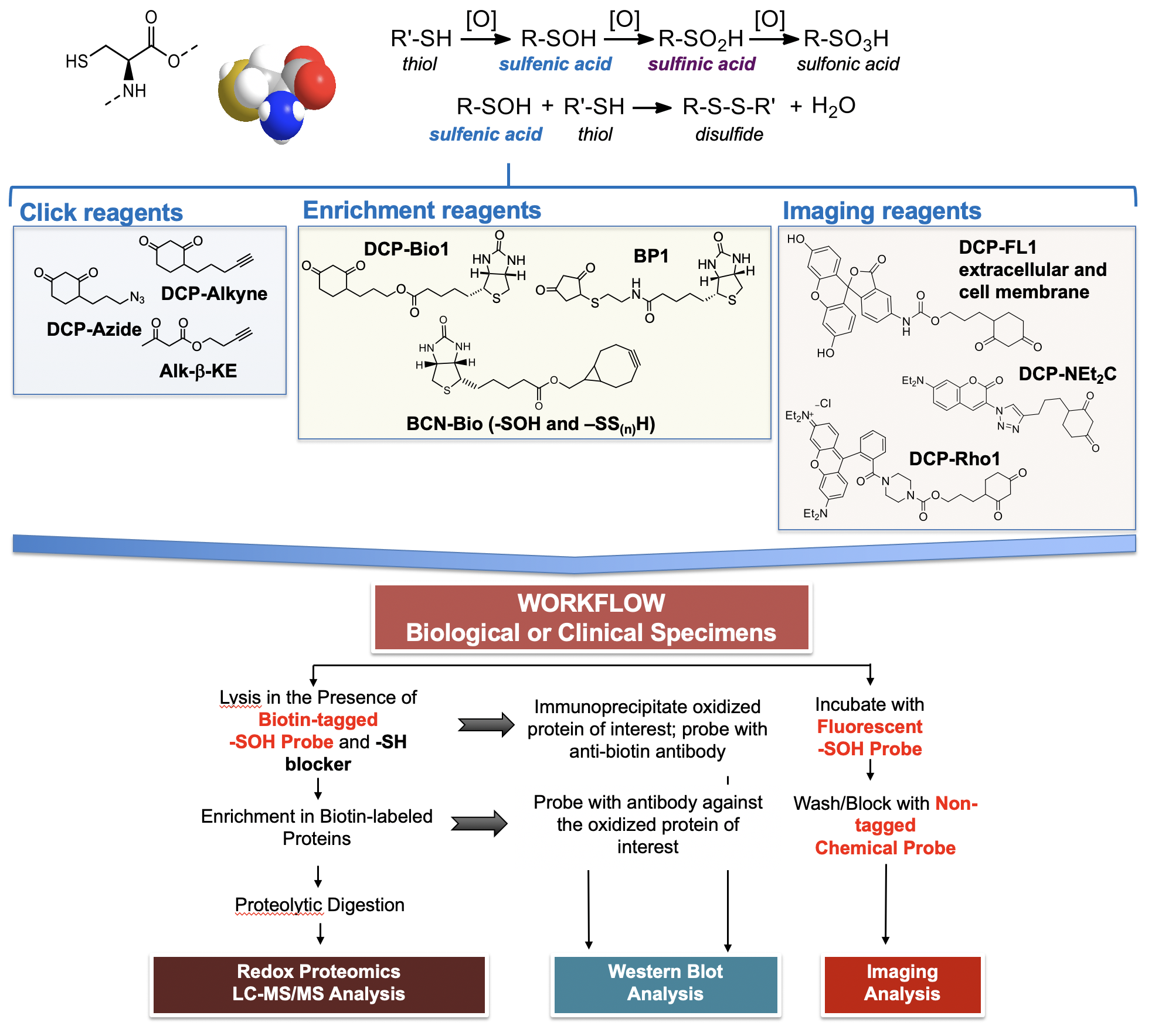 Learning Center - Protein Oxidation - Xoder Technologies